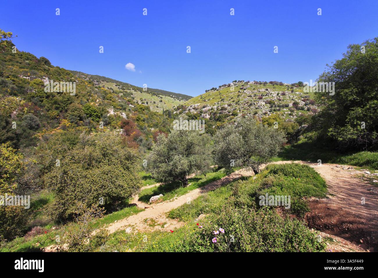 Footpath in low mountains. The north of Israel, mountain Meron Stock ...