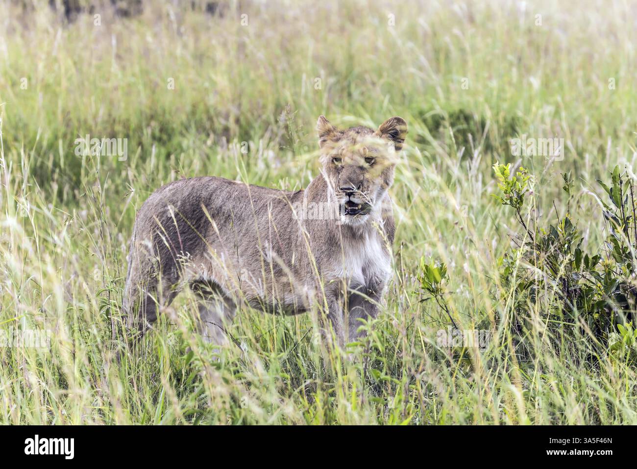 The famous Masai Mara Reserve in Kenya. The world's largest pride of lions. Lion cub in the tall ...