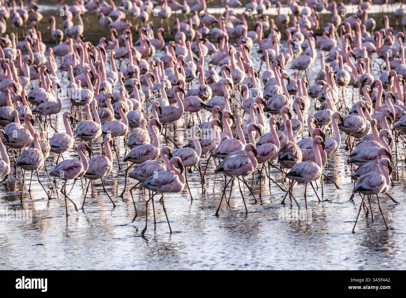 Flock of pink flamingos in Namibia. Magnificent birds forage in shallow ...