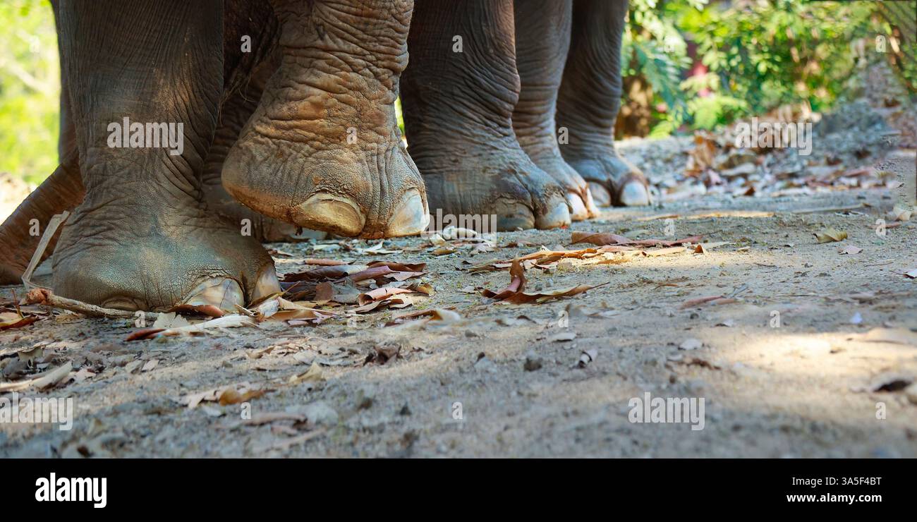 close of elephant's feet ,in a south east asian rainforest Stock Photo ...