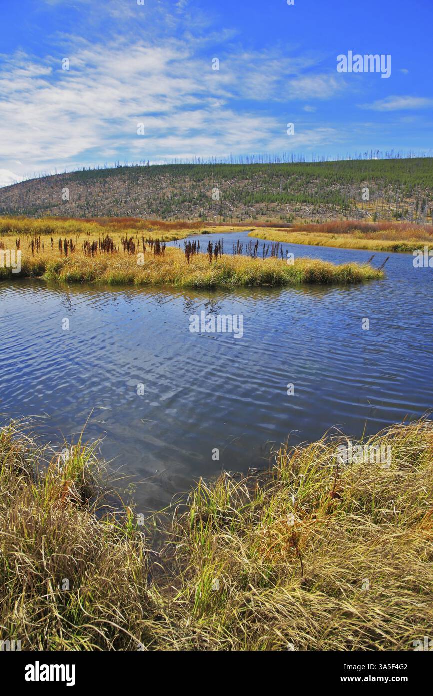 Plain, superficial stream and yellow autumn grass in park Yellowstone ...