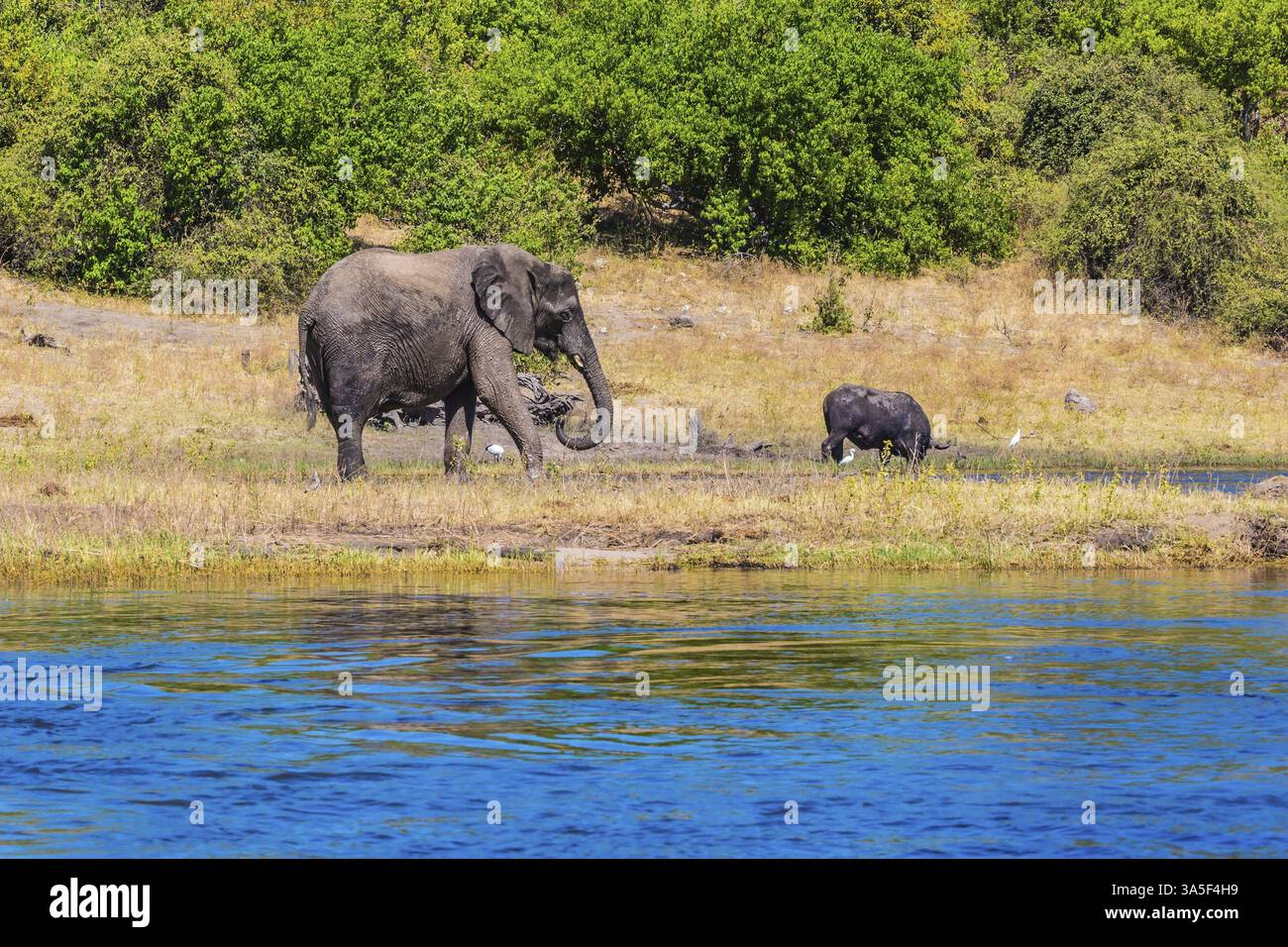 Herd of elephants adults and cubs crossing river in shallow water ...