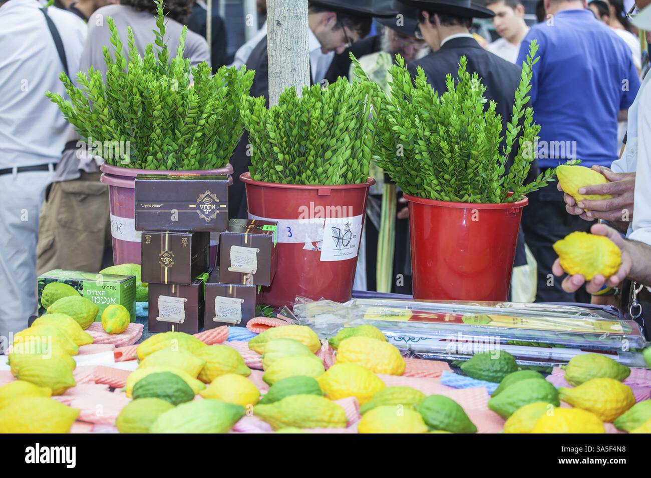 The branches of plant to ritual Jewish religious holiday of Sukkot ...