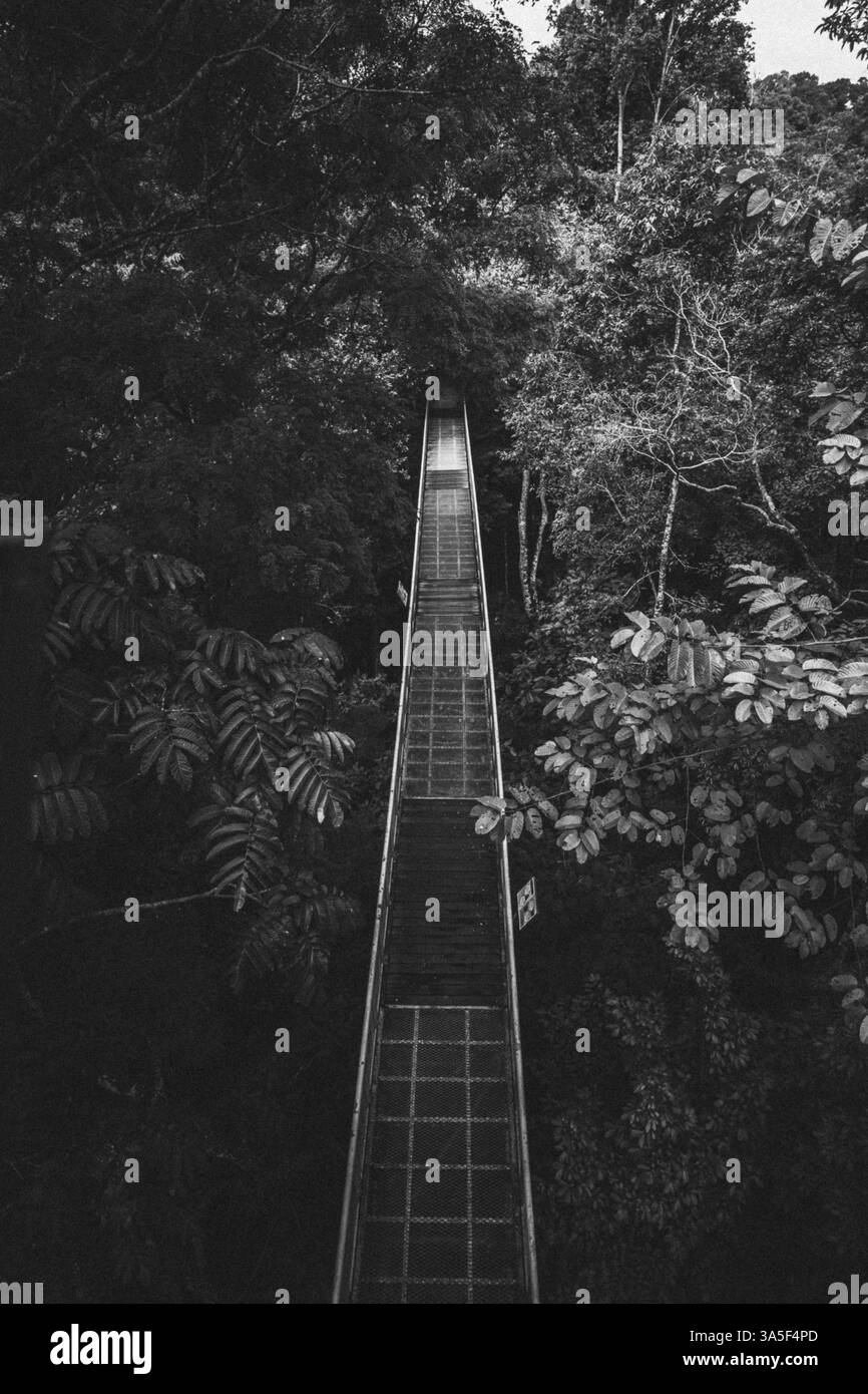 Forest footpath photo Black and White Stock Photos & Images - Alamy