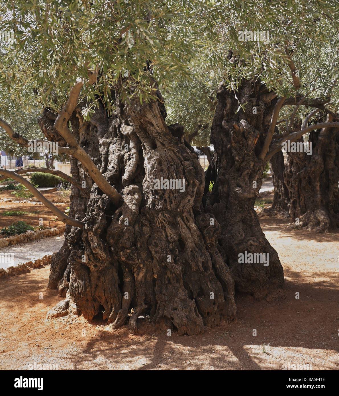 One of the eight very ancient olive trees in the Garden of Gethsemane ...