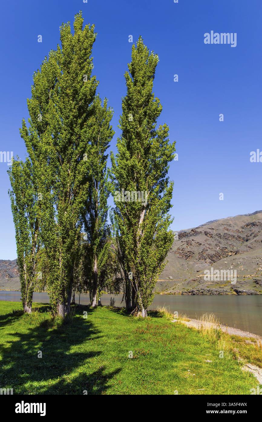 Green grassy lawn by the lake. Cypress alley, lake and picturesque ...