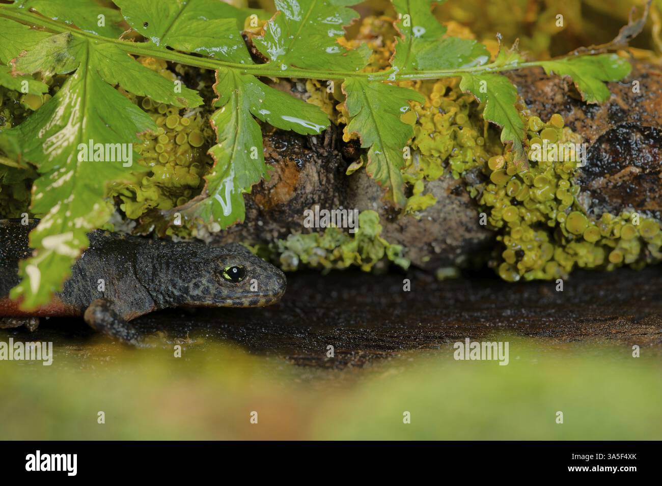 Alpine newt on a wet ground. leaves and lichens, germany. alpine newt ...