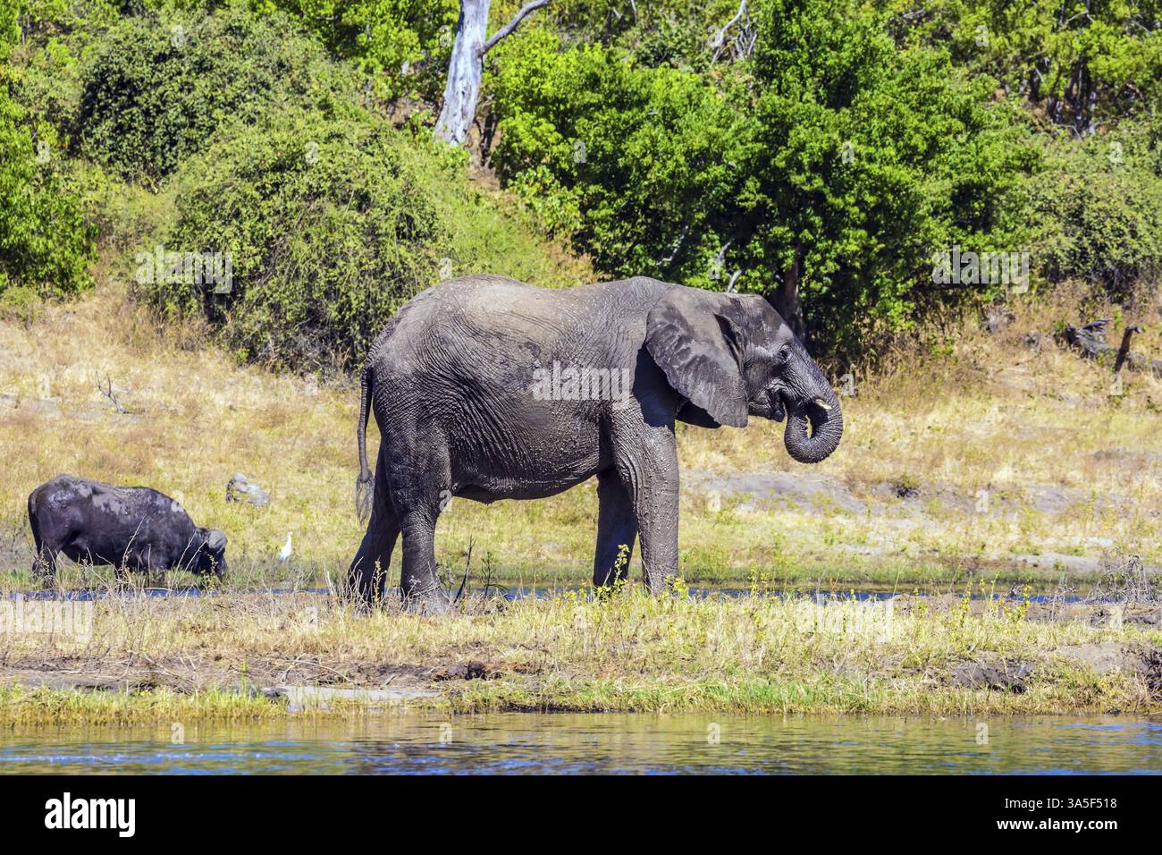 Fascinating journey to Africa. Chobe National Park in Botswana ...