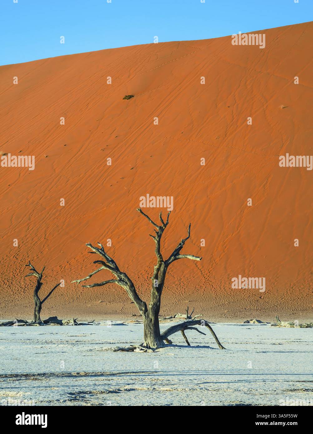 The dried lake Deadvlei. Picturesque ancient dried-up tree. Namibia ...