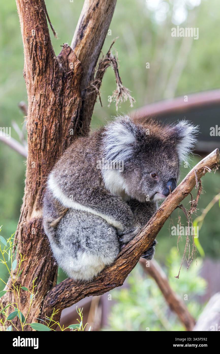 Koala is a charming marsupial mammal sitting on a branch. Australian ...