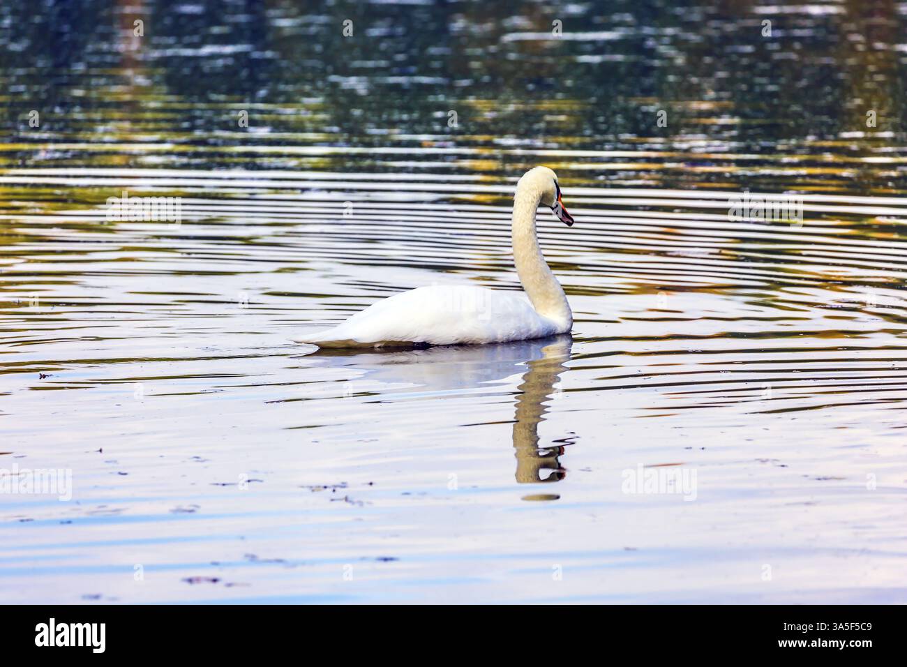 Quiet picturesque lake in Northern Italy. Spring high water. A lonely ...