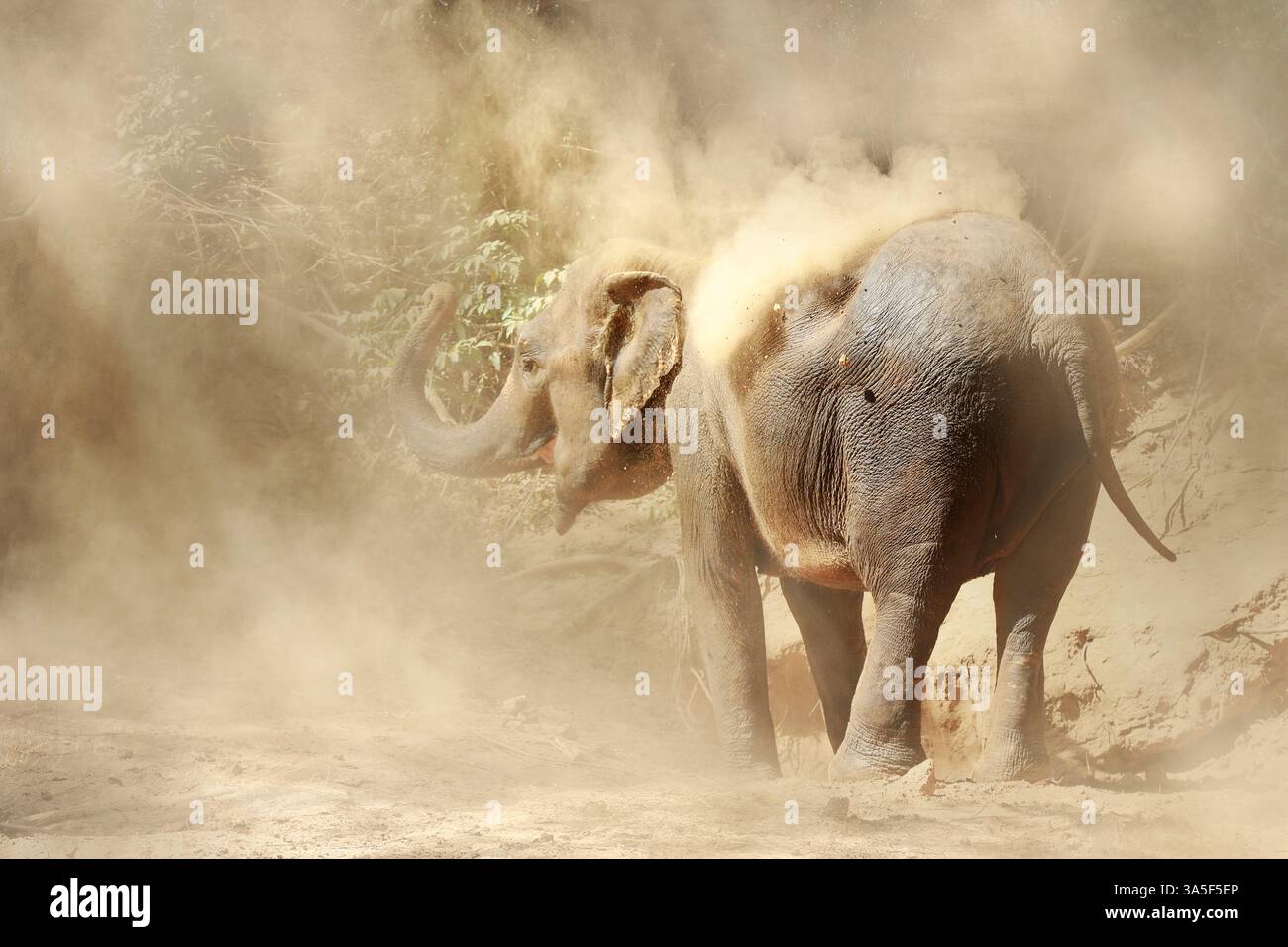 elephant ,in a dry dusty place ,in a south east asian forest Stock ...