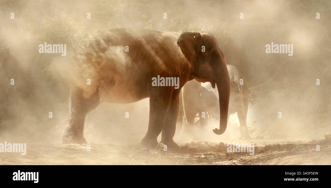 elephant ,in a dry dusty place ,in a south east asian forest Stock ...