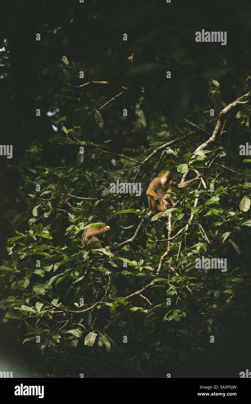 Two monkeys climbing high up in a dense green tree, Borneo, Malaysia ...