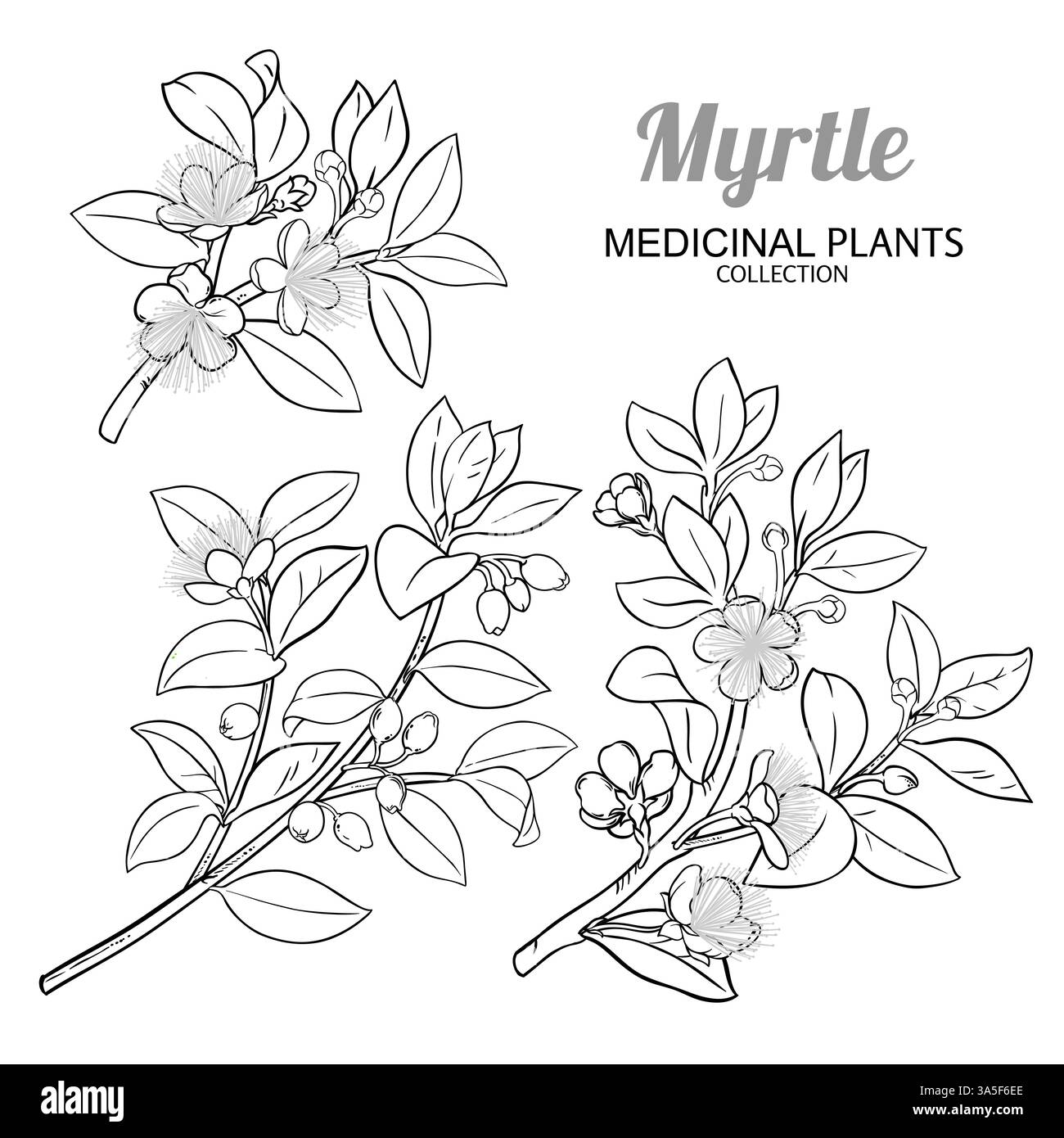 Myrtle Branch with Berries Outline Illustration Stock Vector Image ...