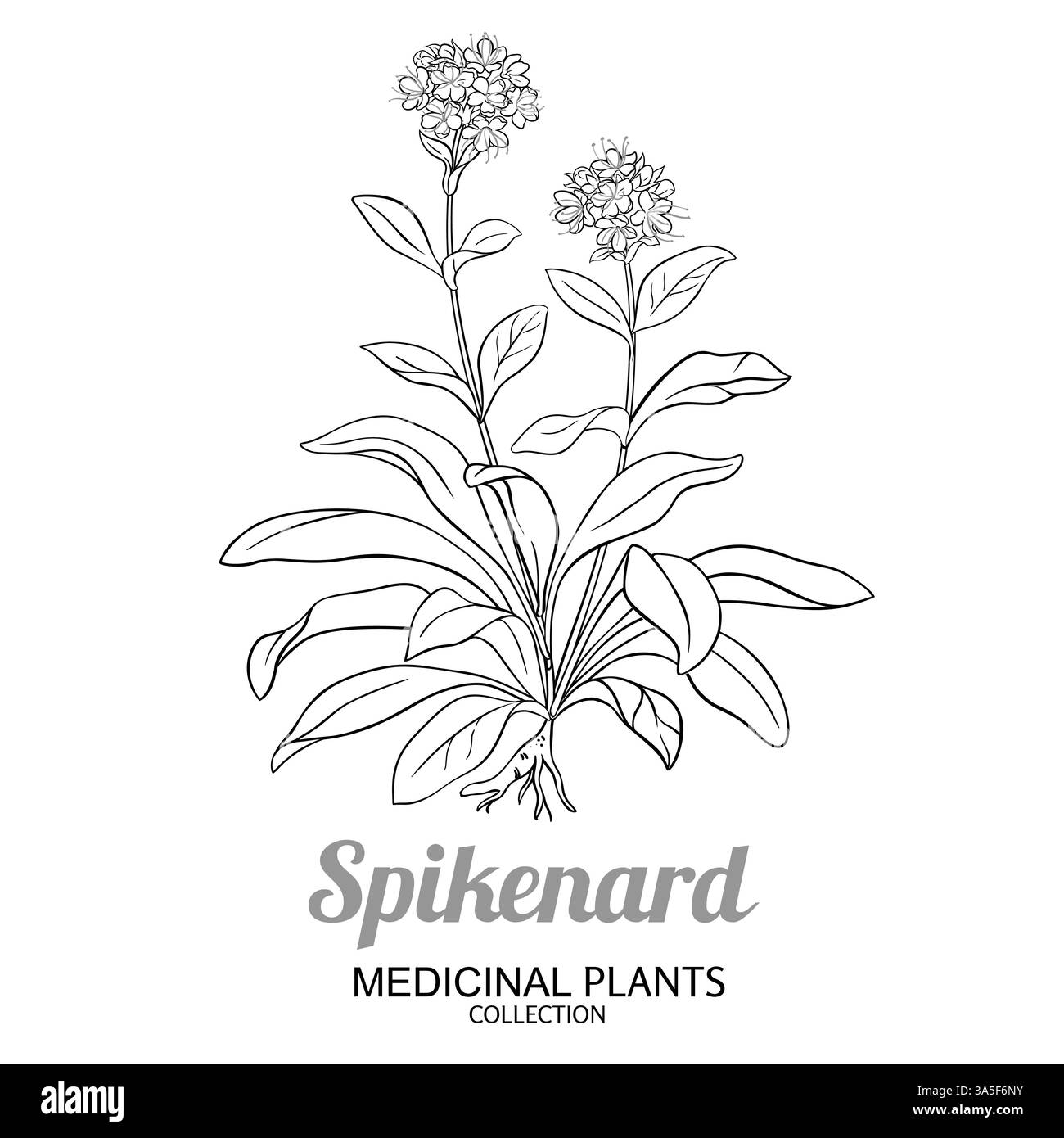Spikenard Plant with Flowers Outline Illustration Stock Vector Image ...