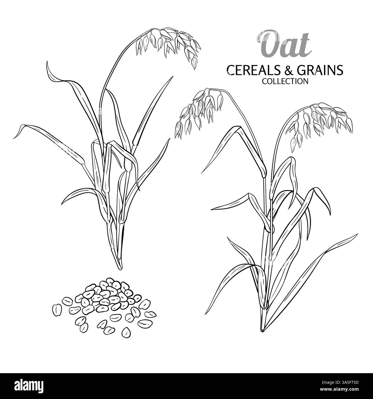 Oat Plant with Seeds Outline Illustration Stock Vector Image & Art - Alamy