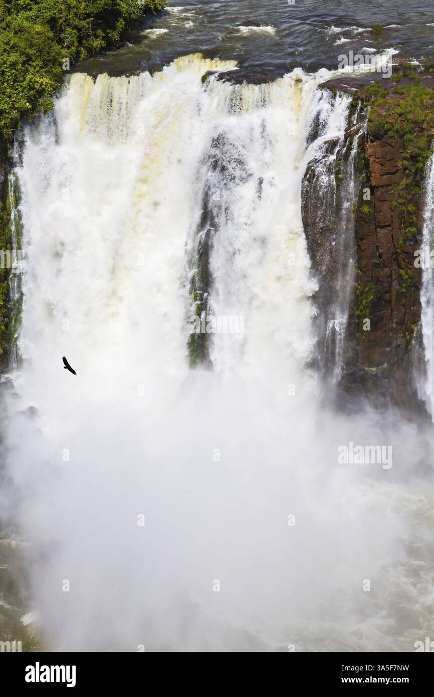 The most full-flowing waterfalls Iguazu. Andean condors fly in the ...