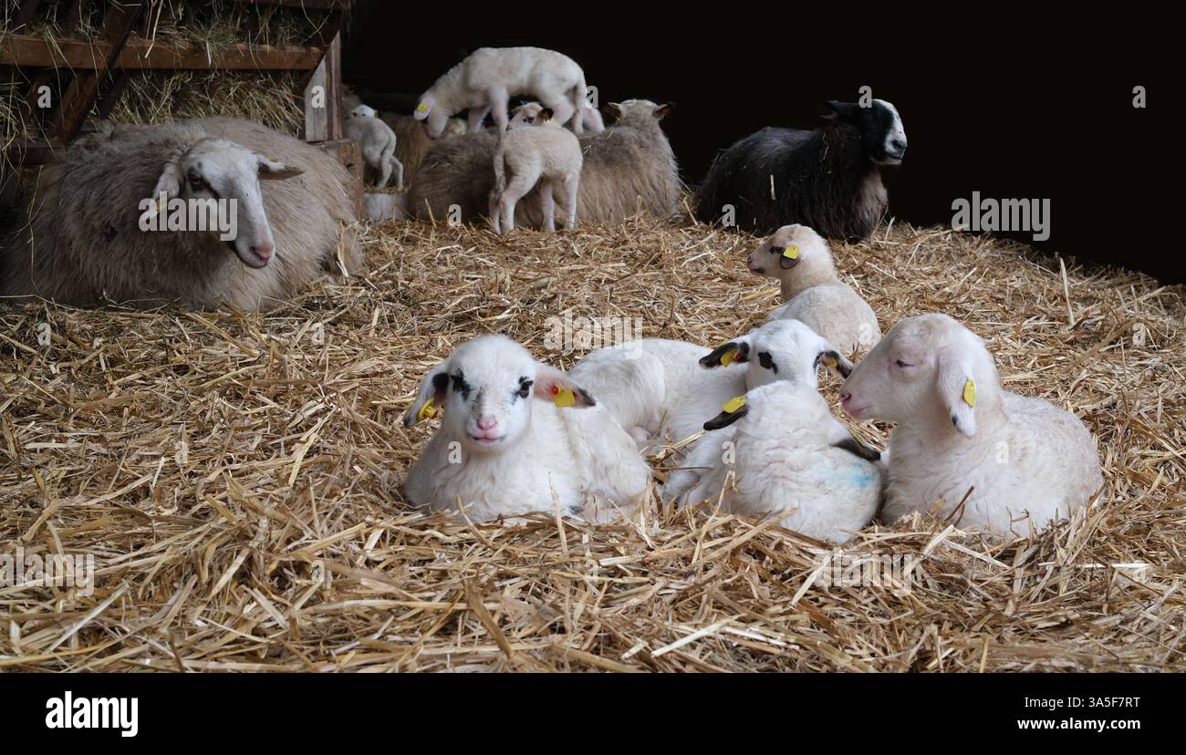 A group of newborn lambs lie in a stable filled with hay Stock Photo ...