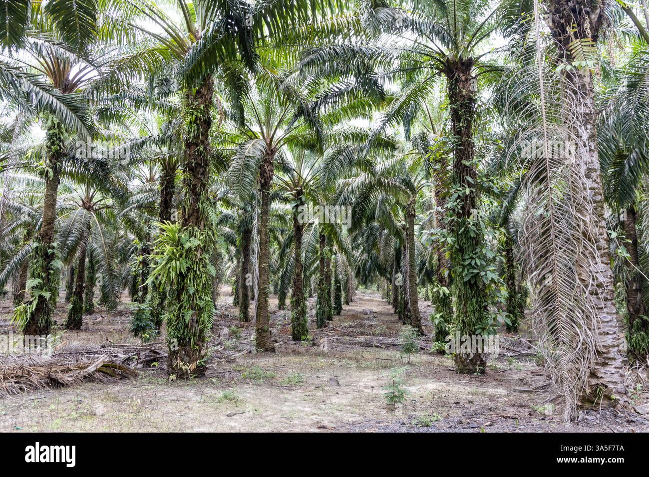 Old ageing and unproductive oil palm trees with low fruit yield in ...
