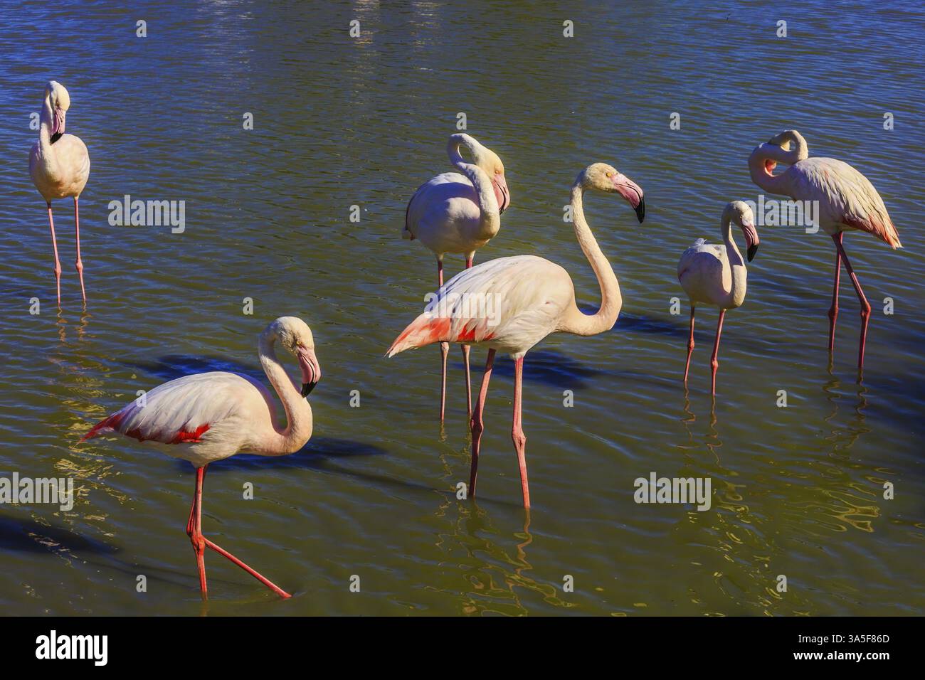 The flock of pink flamingos. Picturesque exotic birds get food and communicate with each other ...