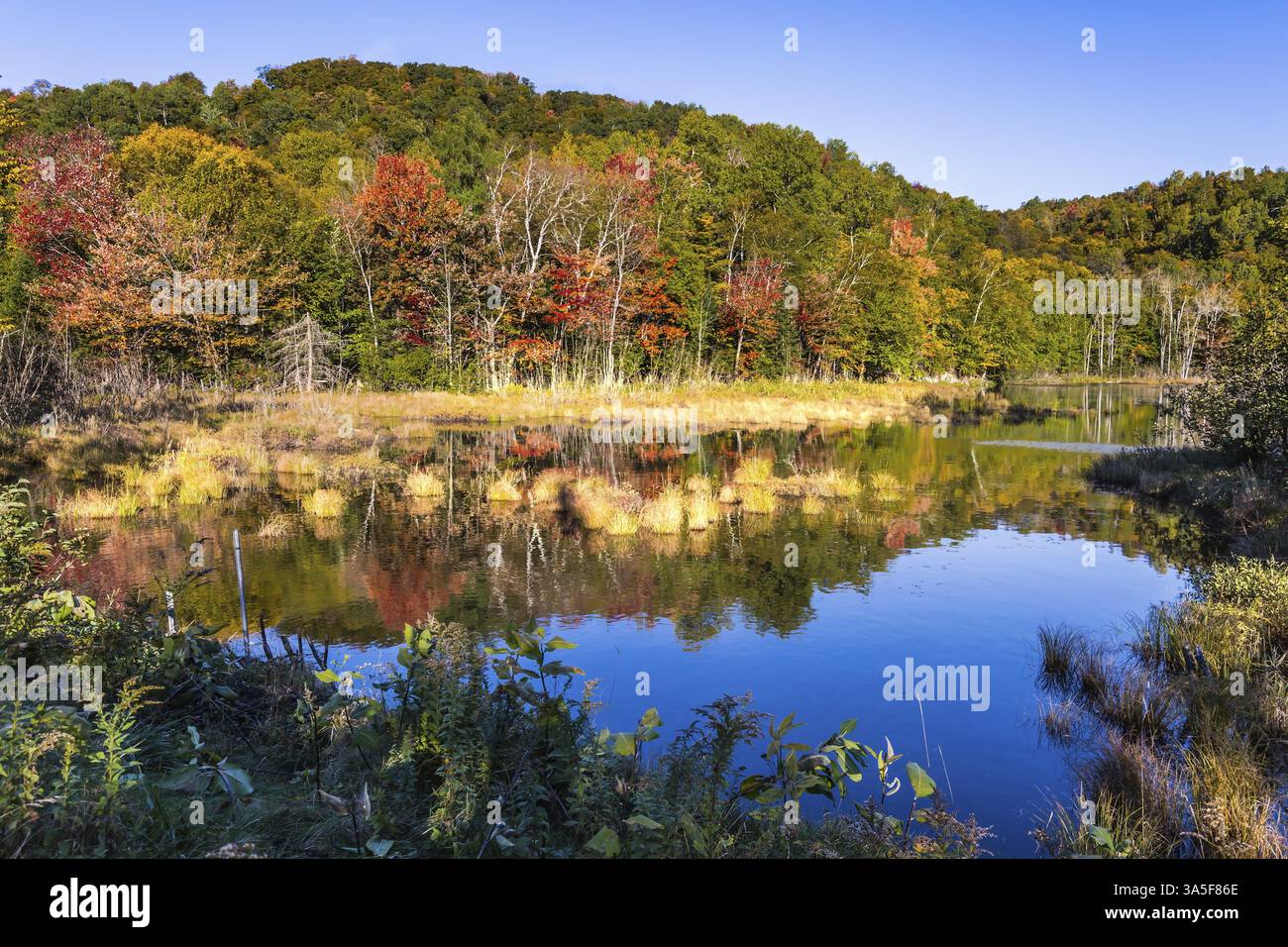 The pond is smooth like a mirror. Foliage of forests is reflected in ...