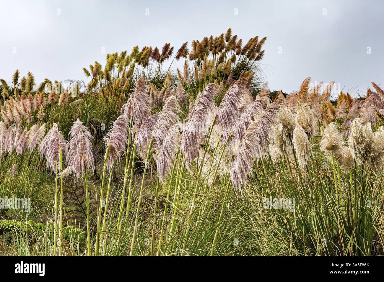 Reeds rocks on coast hi-res stock photography and images - Alamy