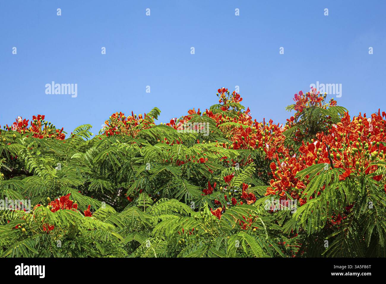 Bright orange blossom of a Royal Delonix or Fire Tree. Huge spreading ...
