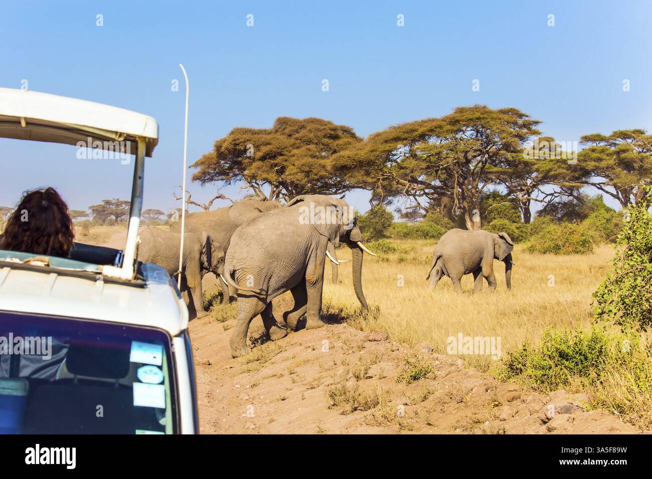 African elephants in the savanna. Safari - tour to the famous Kenyan reserve Masai Mara, Kenya ...