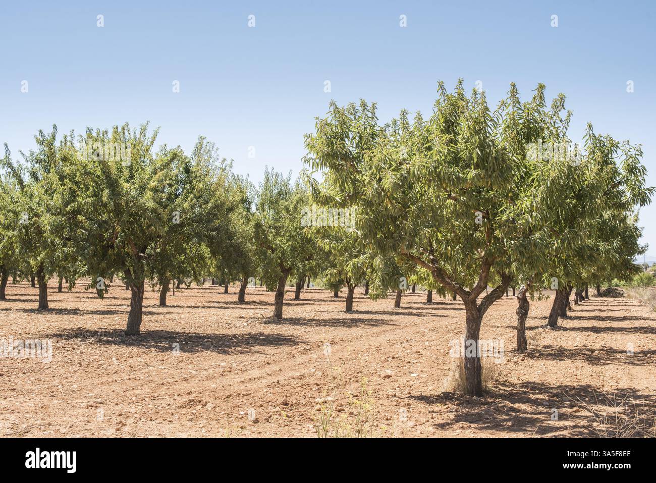 Planting trees in rural area hi-res stock photography and images - Alamy
