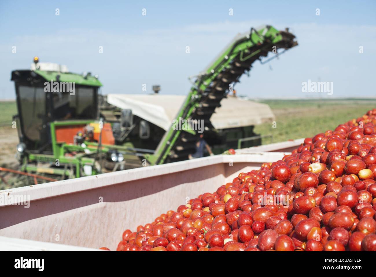 Tomato harvester loading hi-res stock photography and images - Alamy
