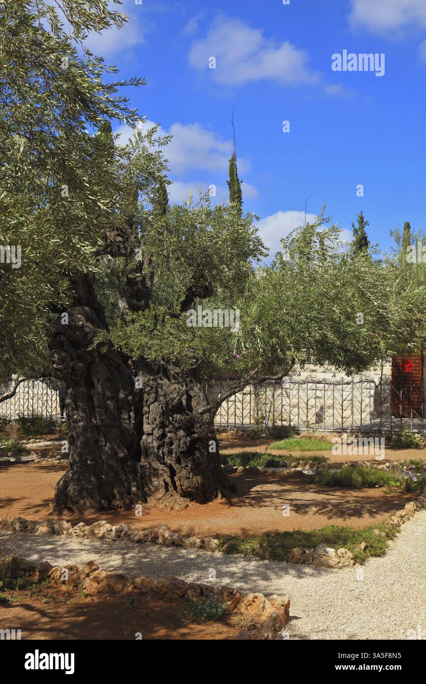 Ancient Jerusalem. Small garden of Gethsemane at the foot of the Mount ...