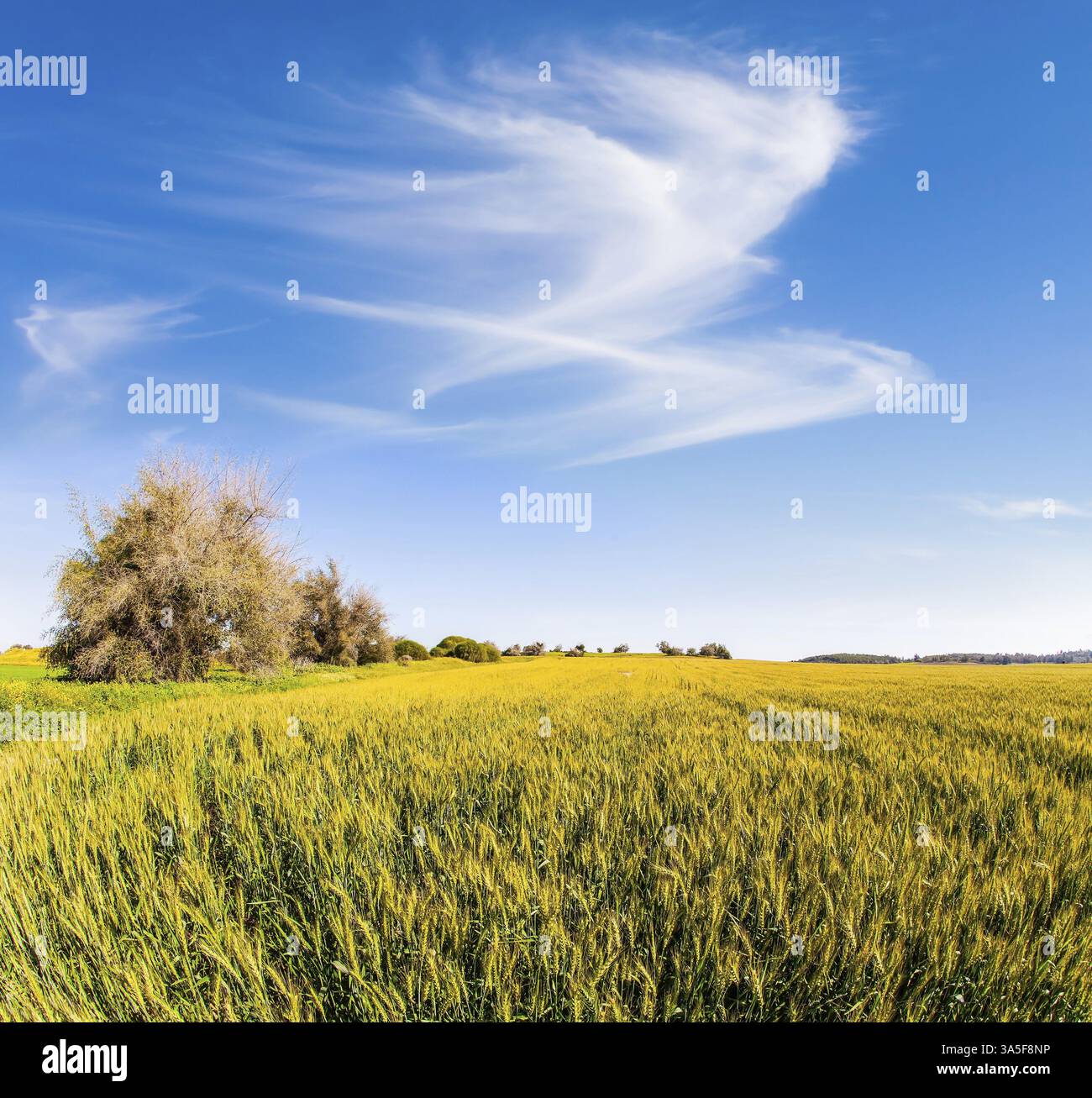 Bizarre clouds. Spring bloom of the Negev Desert. Israel. Magnificent ...