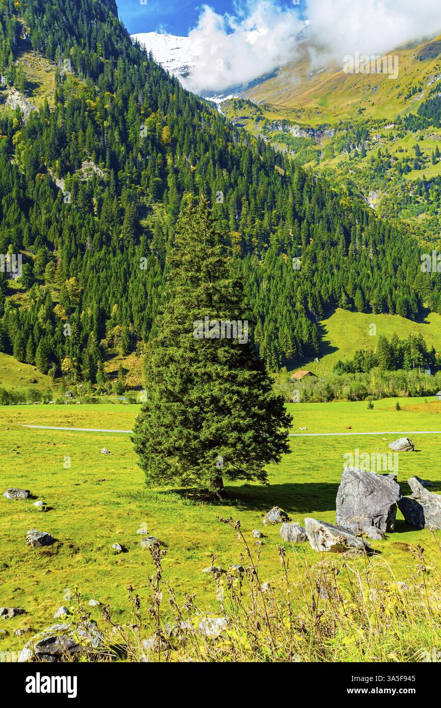 Austria. Flowering alpine meadows and forested mountains of the Hohe ...