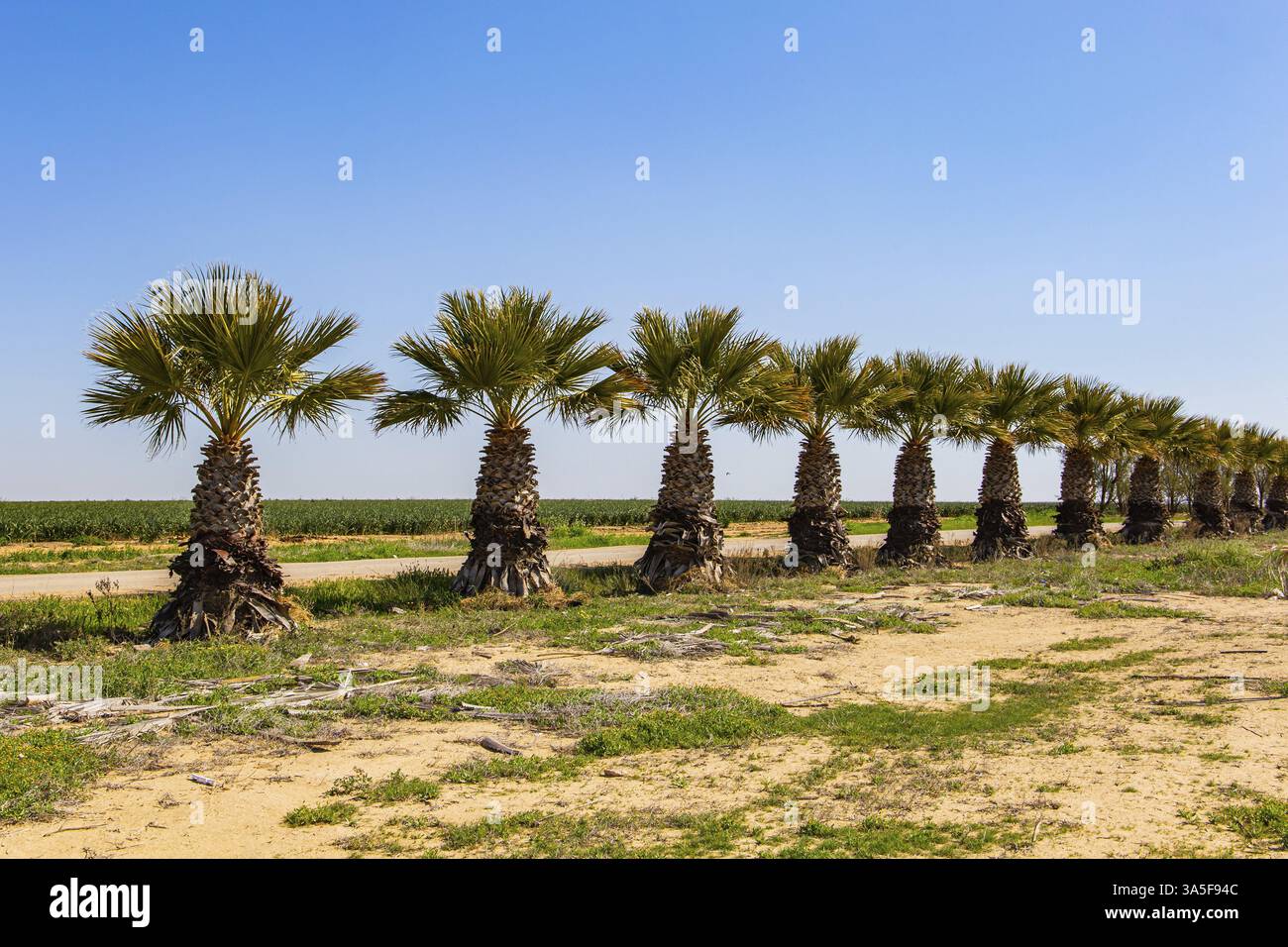 Beautiful smooth avenue of palm trees. Early spring in Israel ...