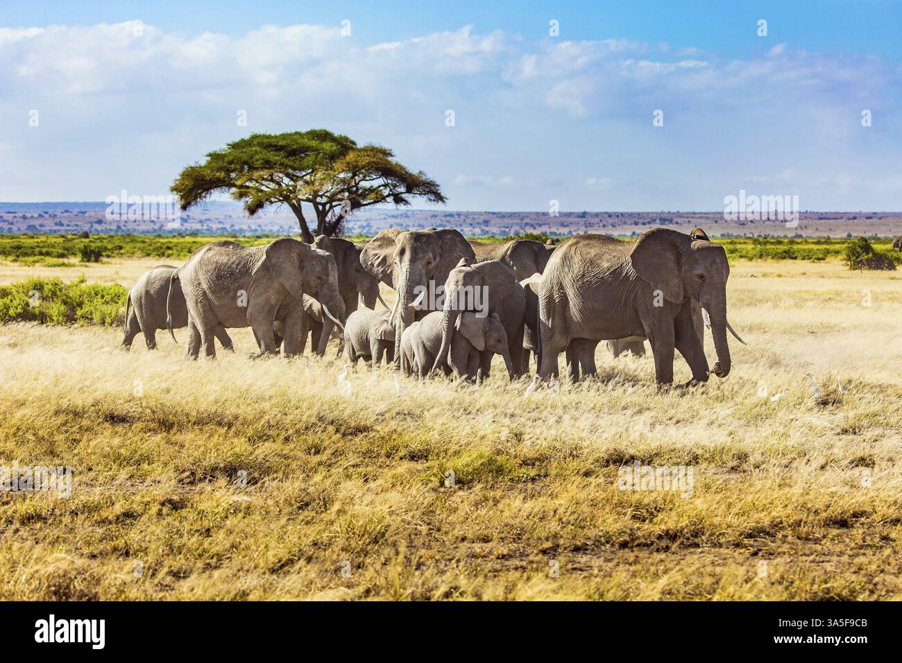 Wild animals are freely available. Herd of wild elephants grazes at the ...