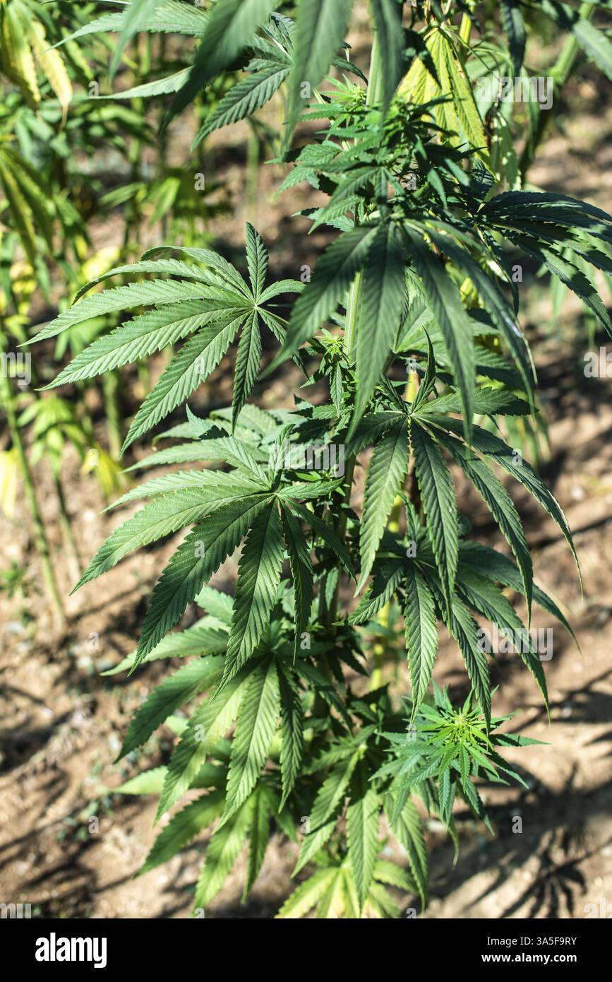 Marijuana farm. Growing industrially Marijuana for pharmaceutical needs ...