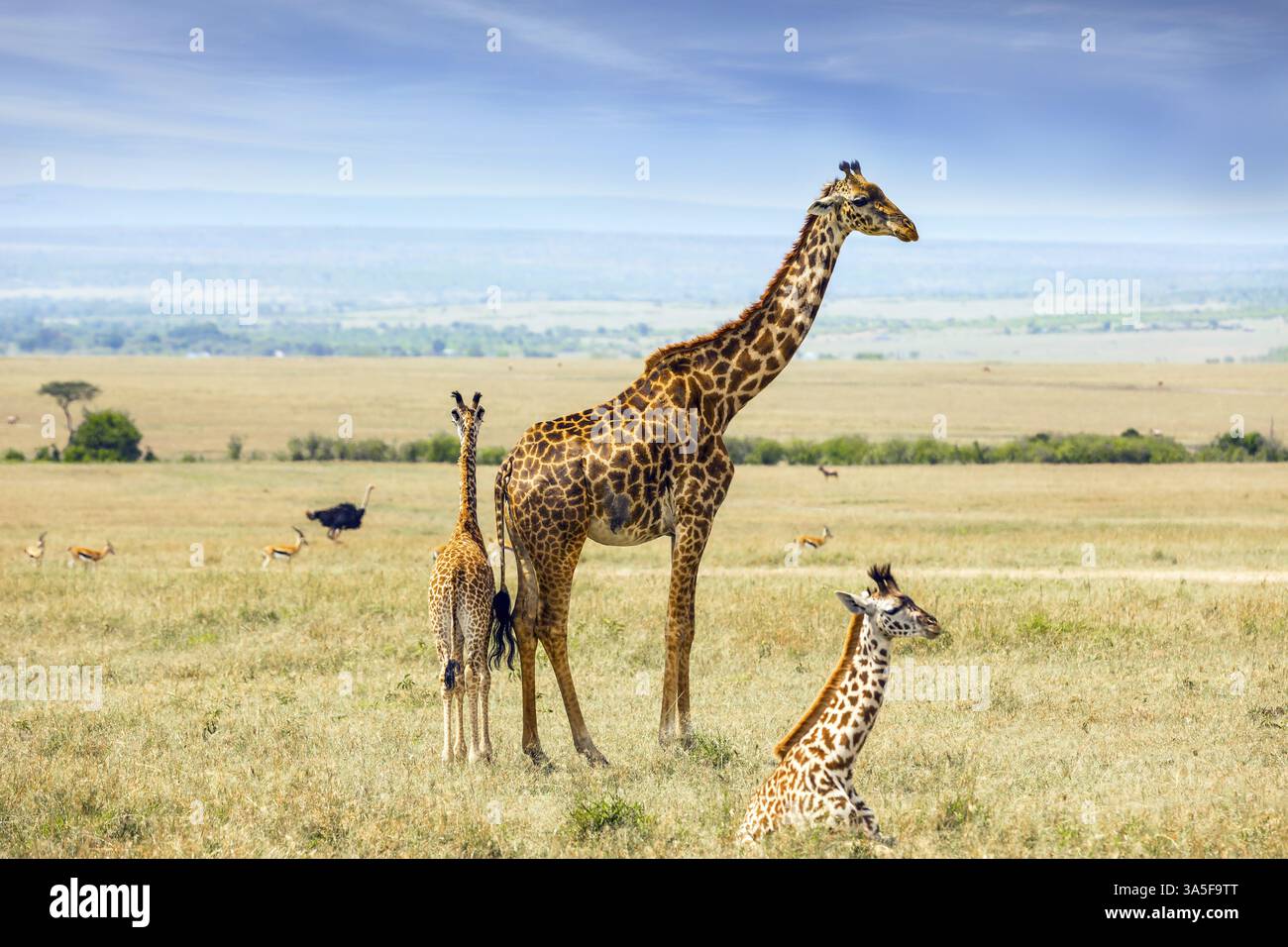 Charming giraffe families with small horns and a beautiful spotted skin ...