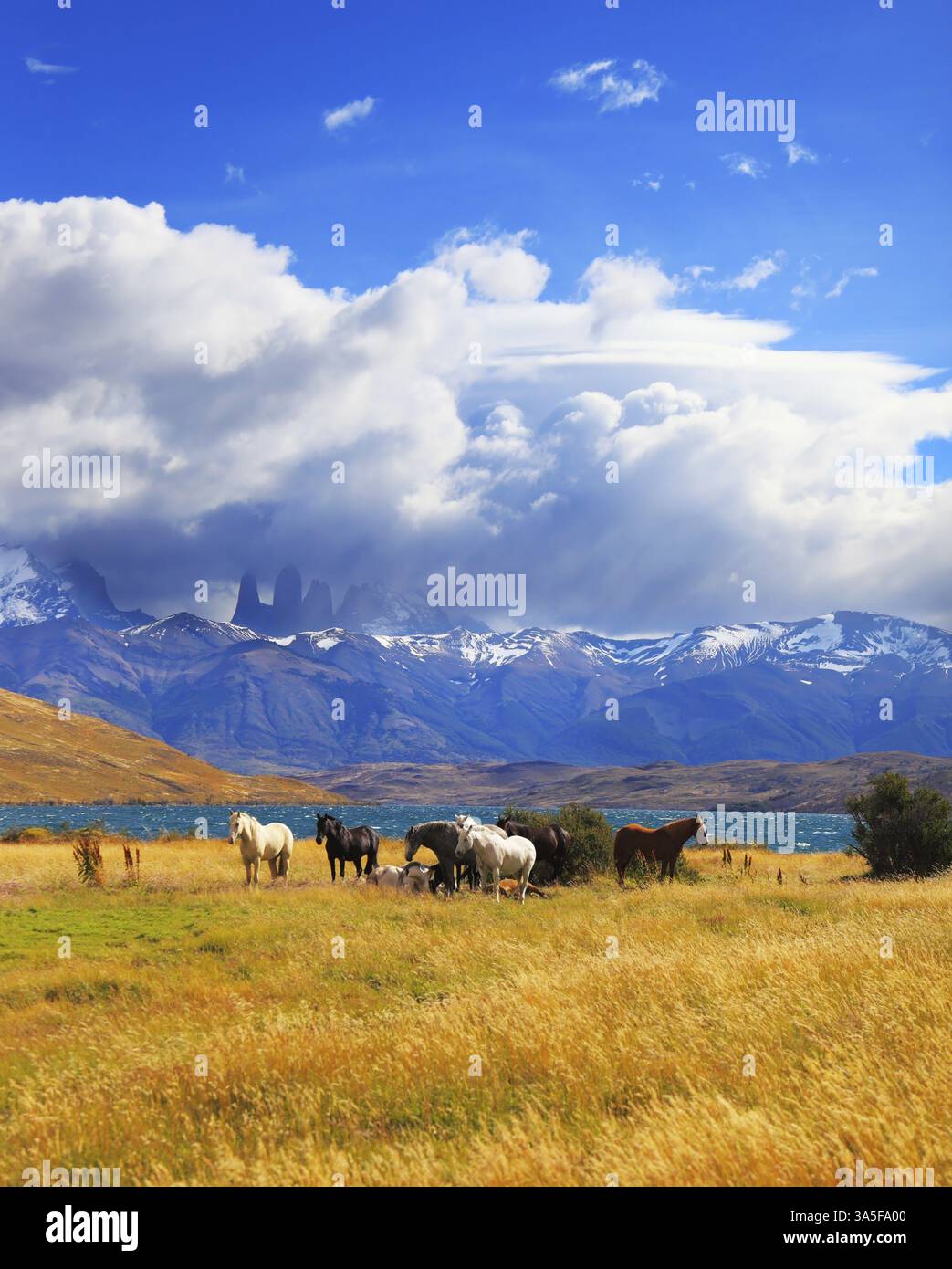 Beautiful thoroughbred horse grazing in a meadow near the lake. On the ...