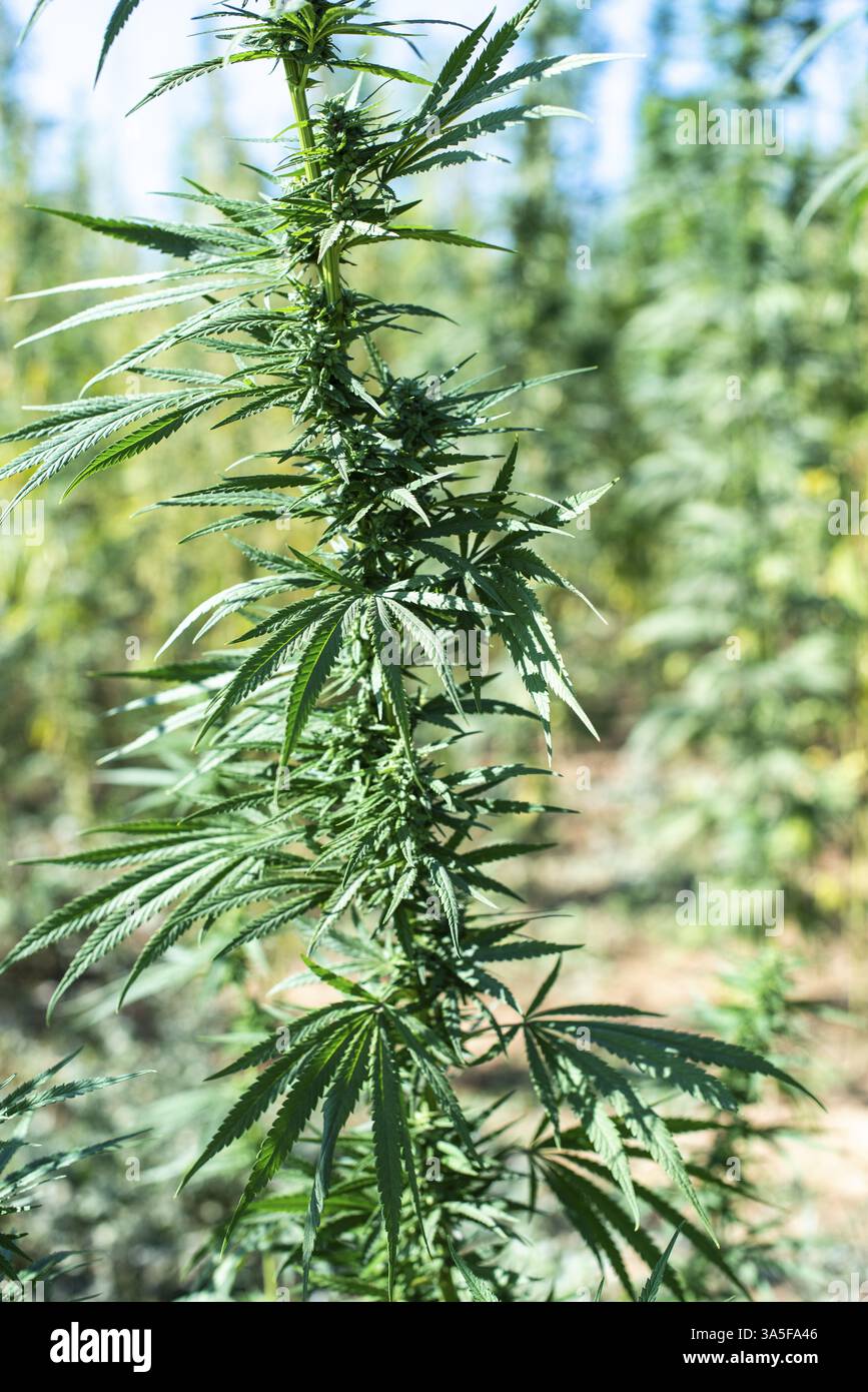 Marijuana farm. Growing industrially Marijuana for pharmaceutical needs ...