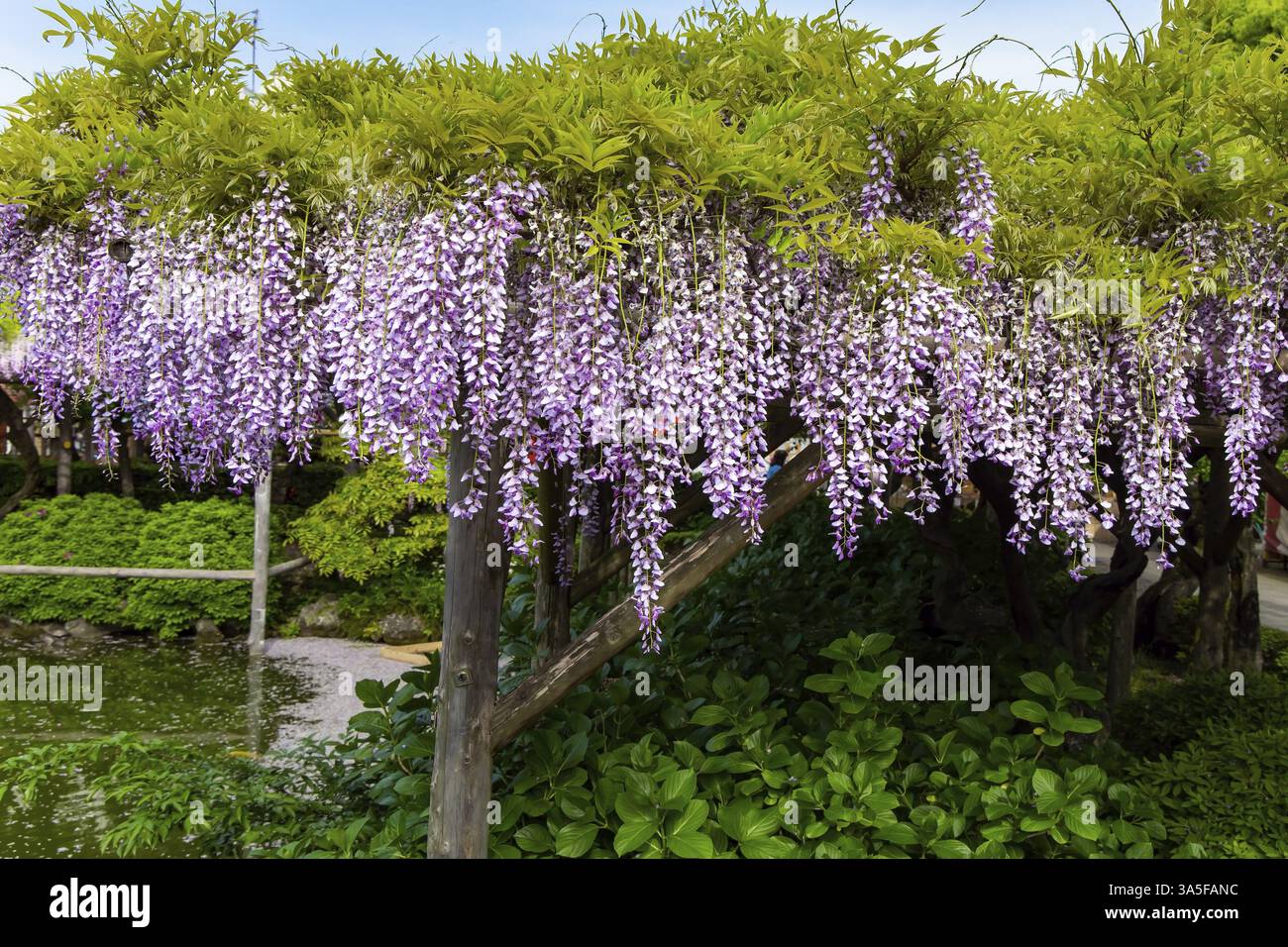 Blooming wisteria and picturesque ponds decorate the gardens in the ...