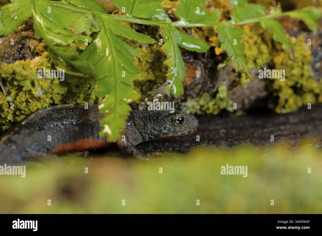 Alpine newt on a wet ground. leaves and lichens, germany. alpine newt ...