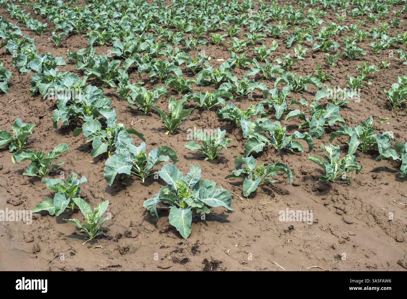 Cabbage farm on sunlight. Rows with small cabbage plants Stock Photo ...