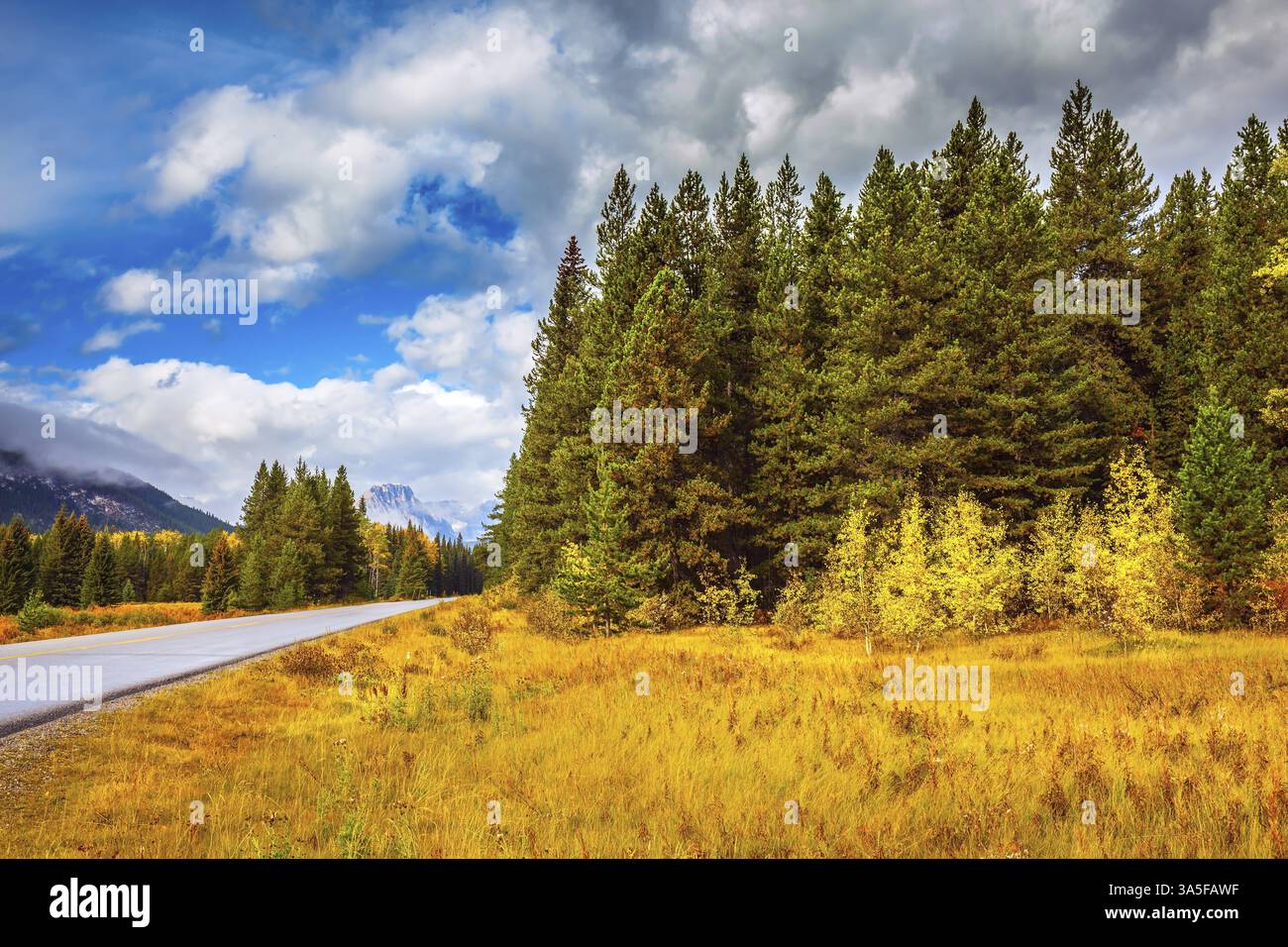 Golden Autumn in Banff National Park. Highway among orange grass and ...