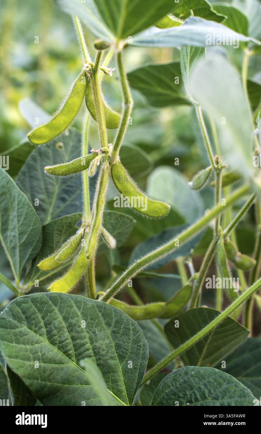 Edamame soybean plantation. Growing Edamame concept Stock Photo - Alamy
