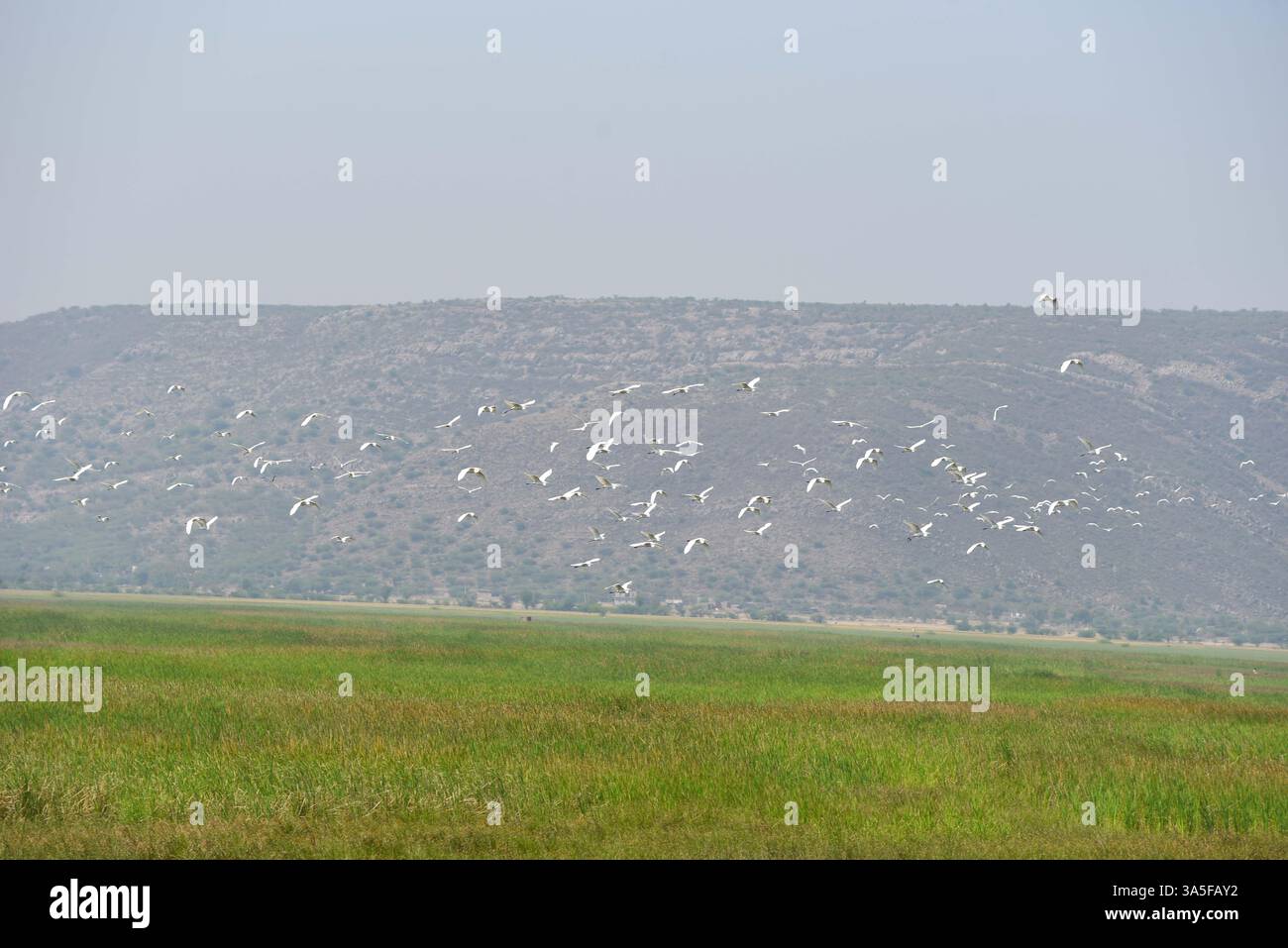 GURUGRAM, INDIA - MARCH 21: Kotla Wetland area in Akera village of Nuh ...