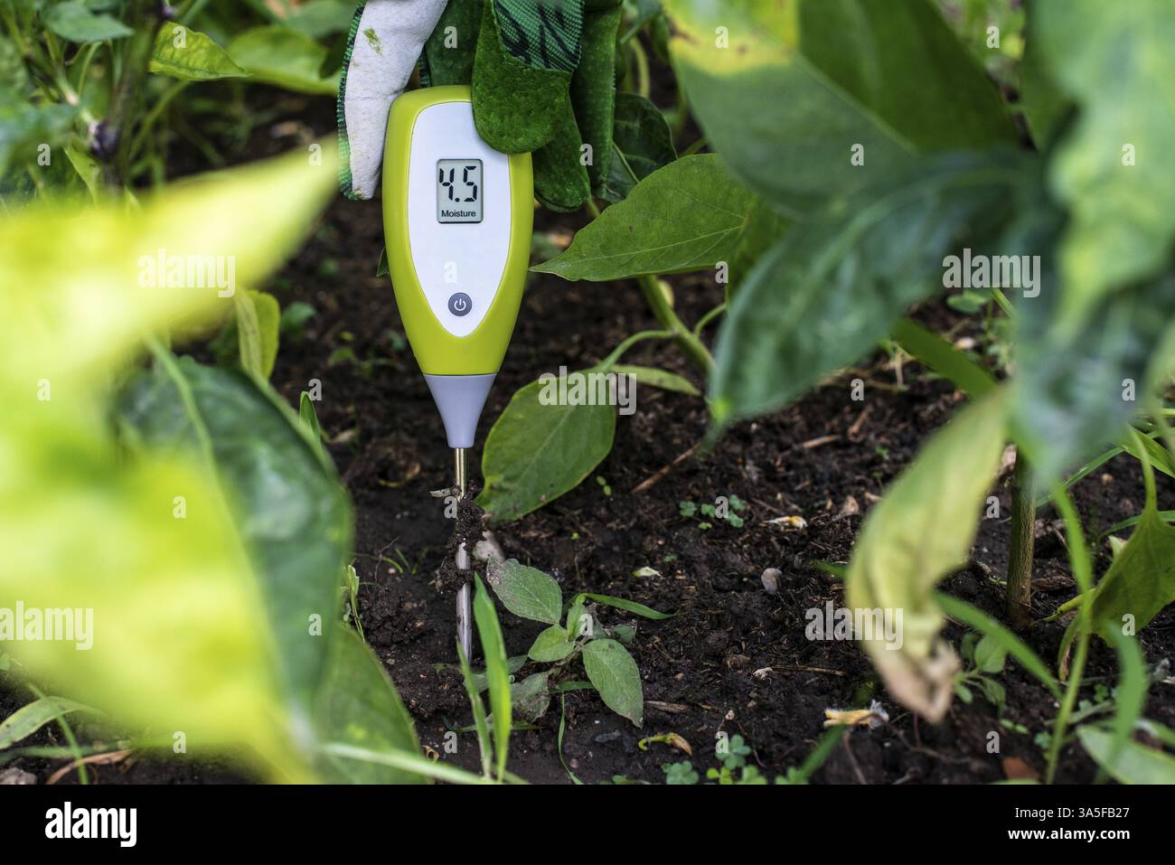 Moisture meter tester in soil. Measure soil for humidity with digital ...