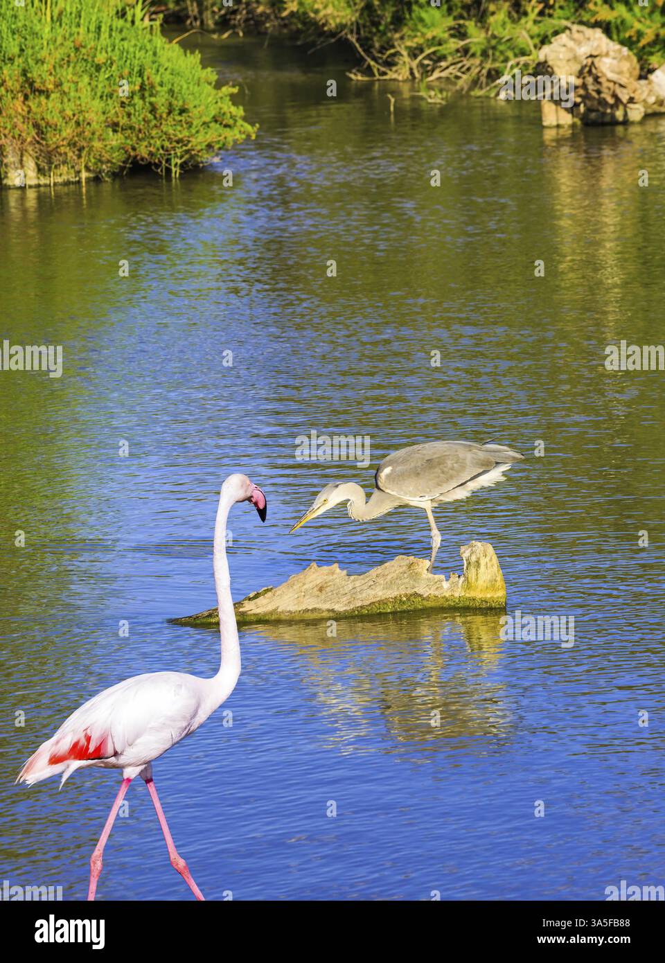 Grey Heron and pink flamingo in delta of the Rhone. Sunset in the ...
