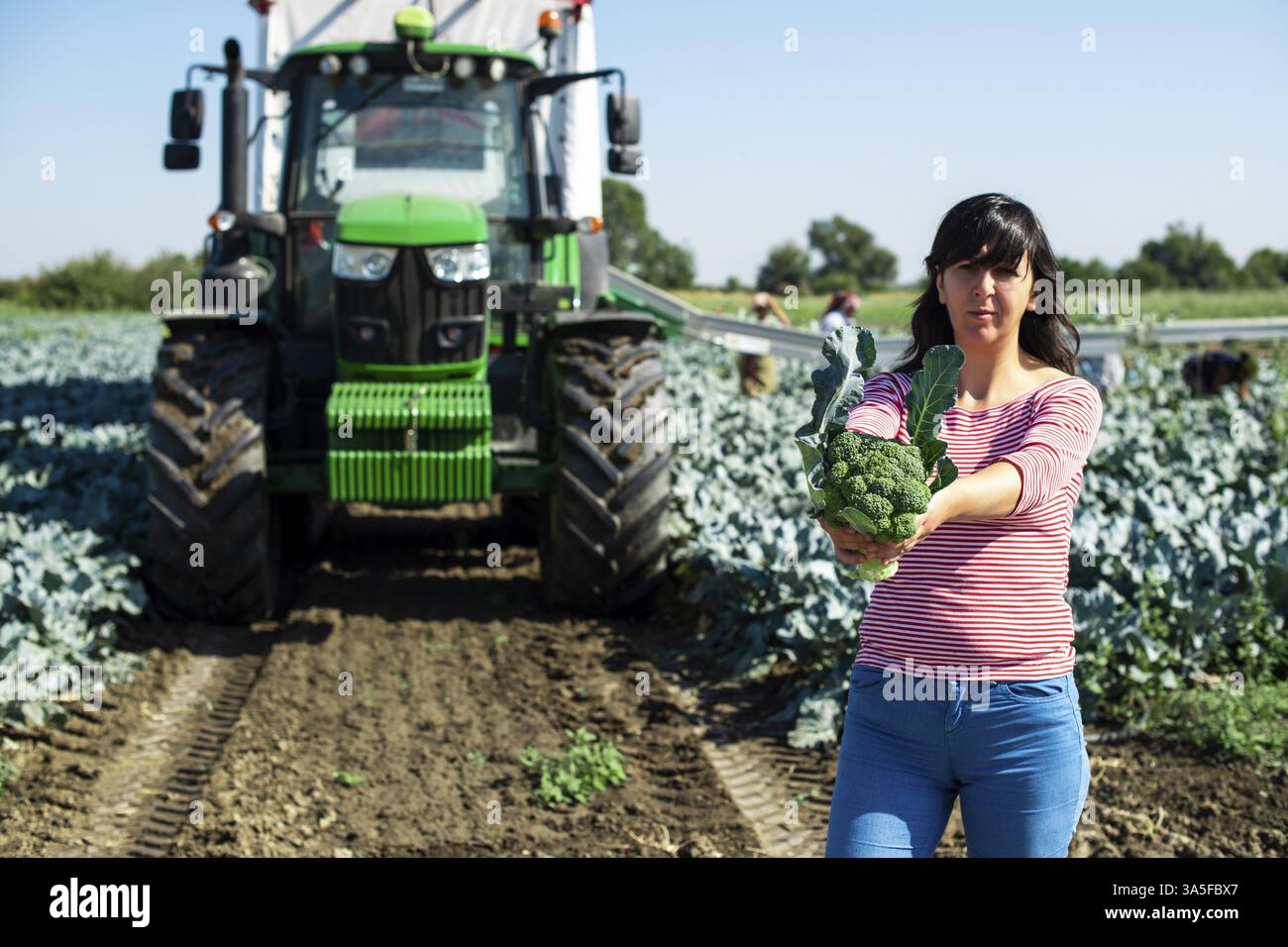 Worker shows broccoli on plantation. Picking broccoli. Tractor and ...