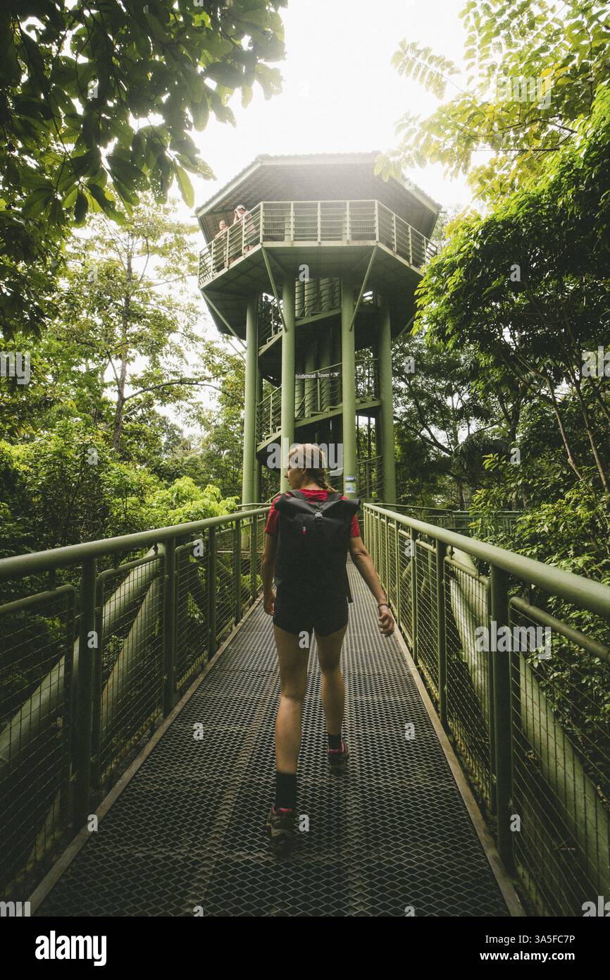 Person walking to an observation tower over a bridge in the forest ...